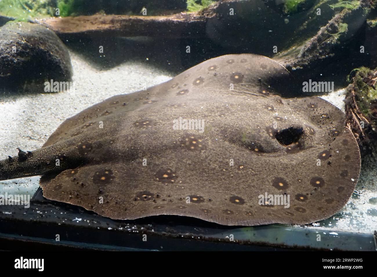 Single ray hi-res stock photography and images - Alamy