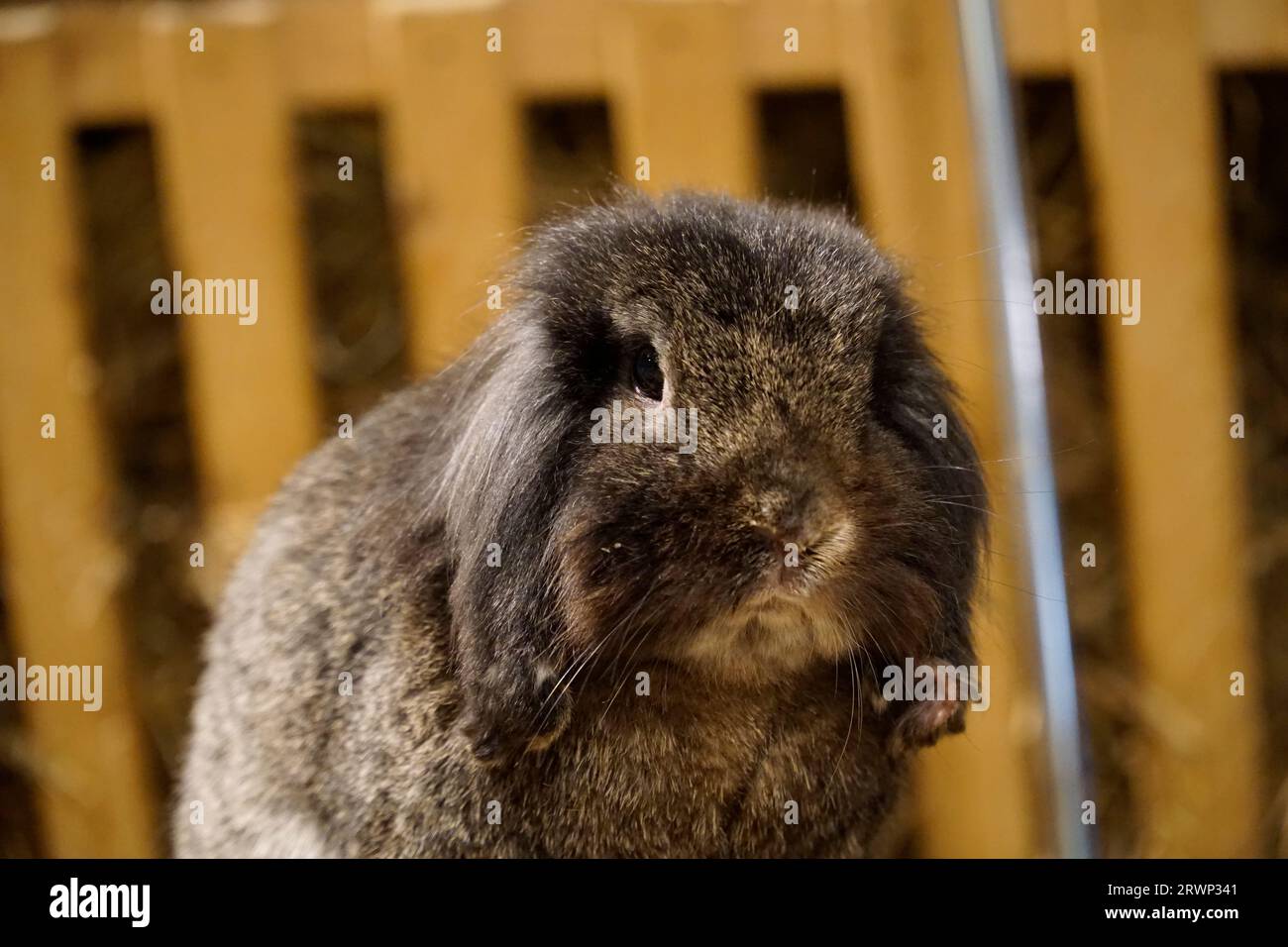 Single short-haired brown rabbit - close-up on head Stock Photo - Alamy