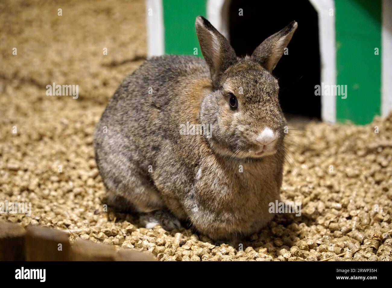 Short haired rabbit hi-res stock photography and images - Alamy