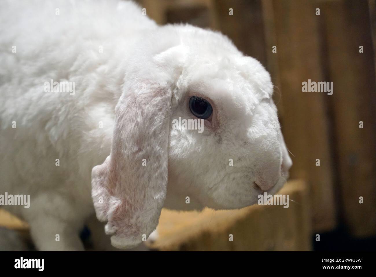 Single short-haired white rabbit - close-up on head Stock Photo - Alamy