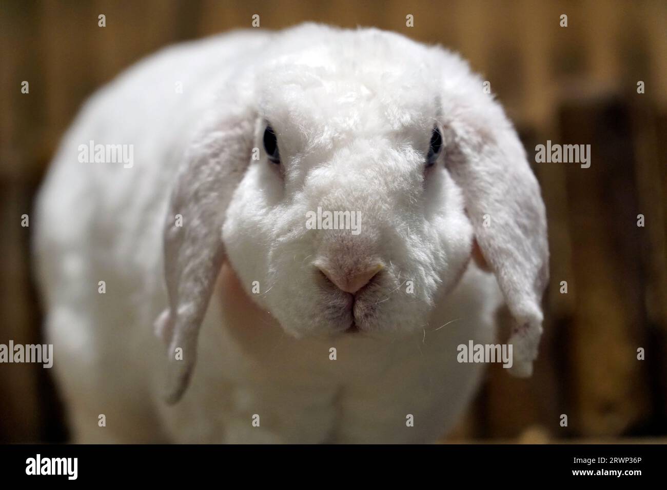 Single short-haired white rabbit - close-up on head Stock Photo - Alamy