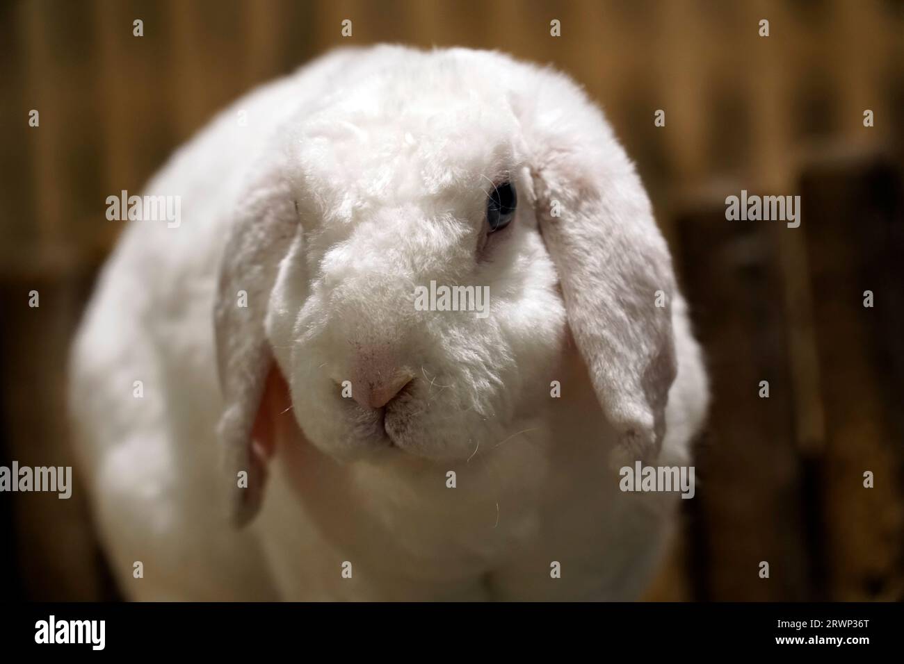Single short-haired white rabbit - close-up on head Stock Photo - Alamy