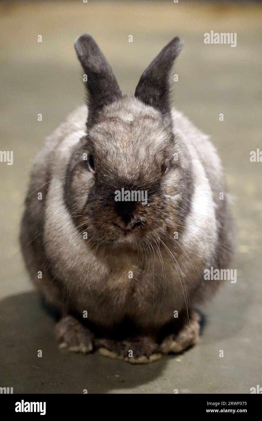 Single white and brown rabbit Stock Photo - Alamy