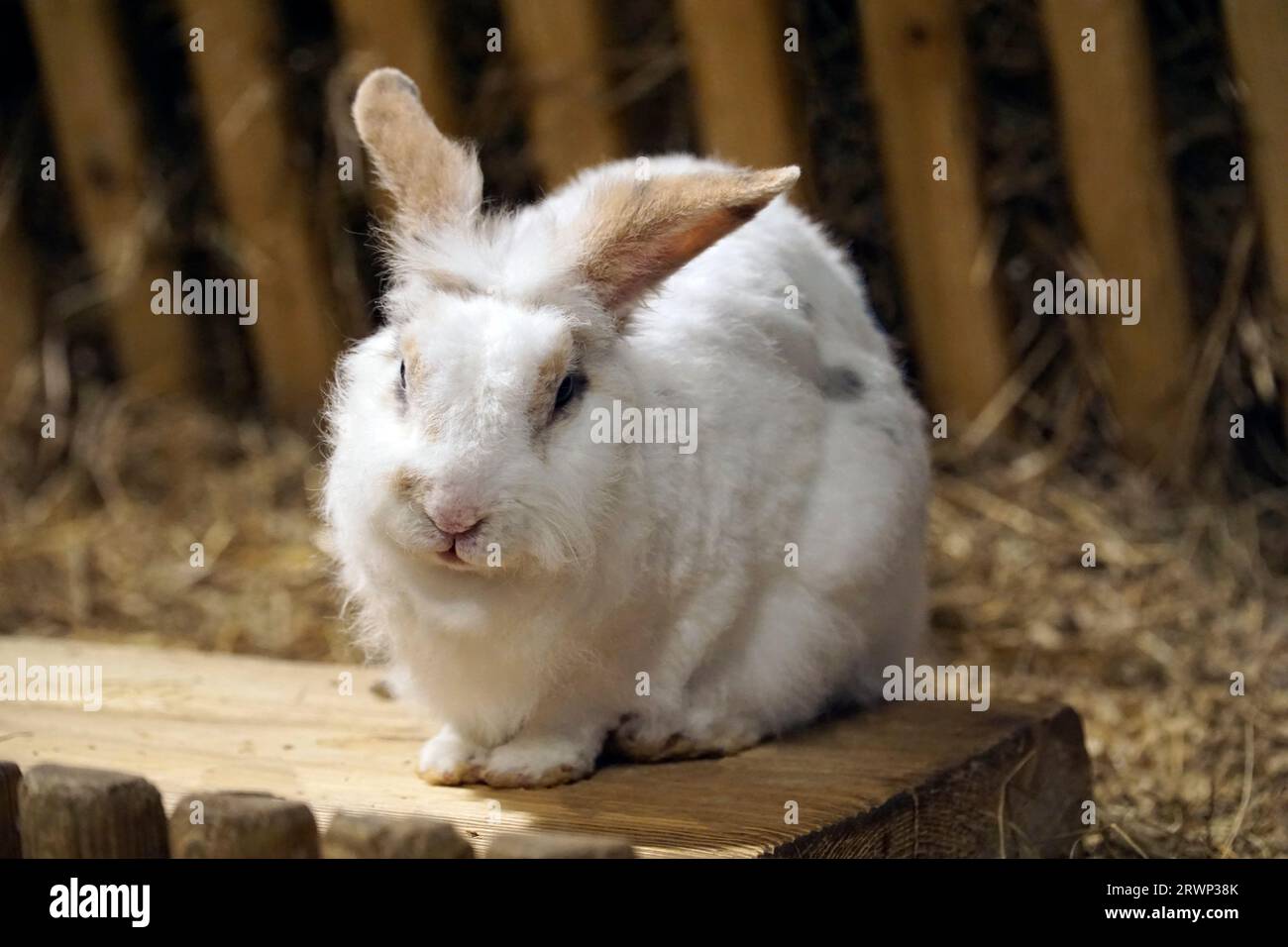 Single short-haired rabbit sitting Stock Photo - Alamy