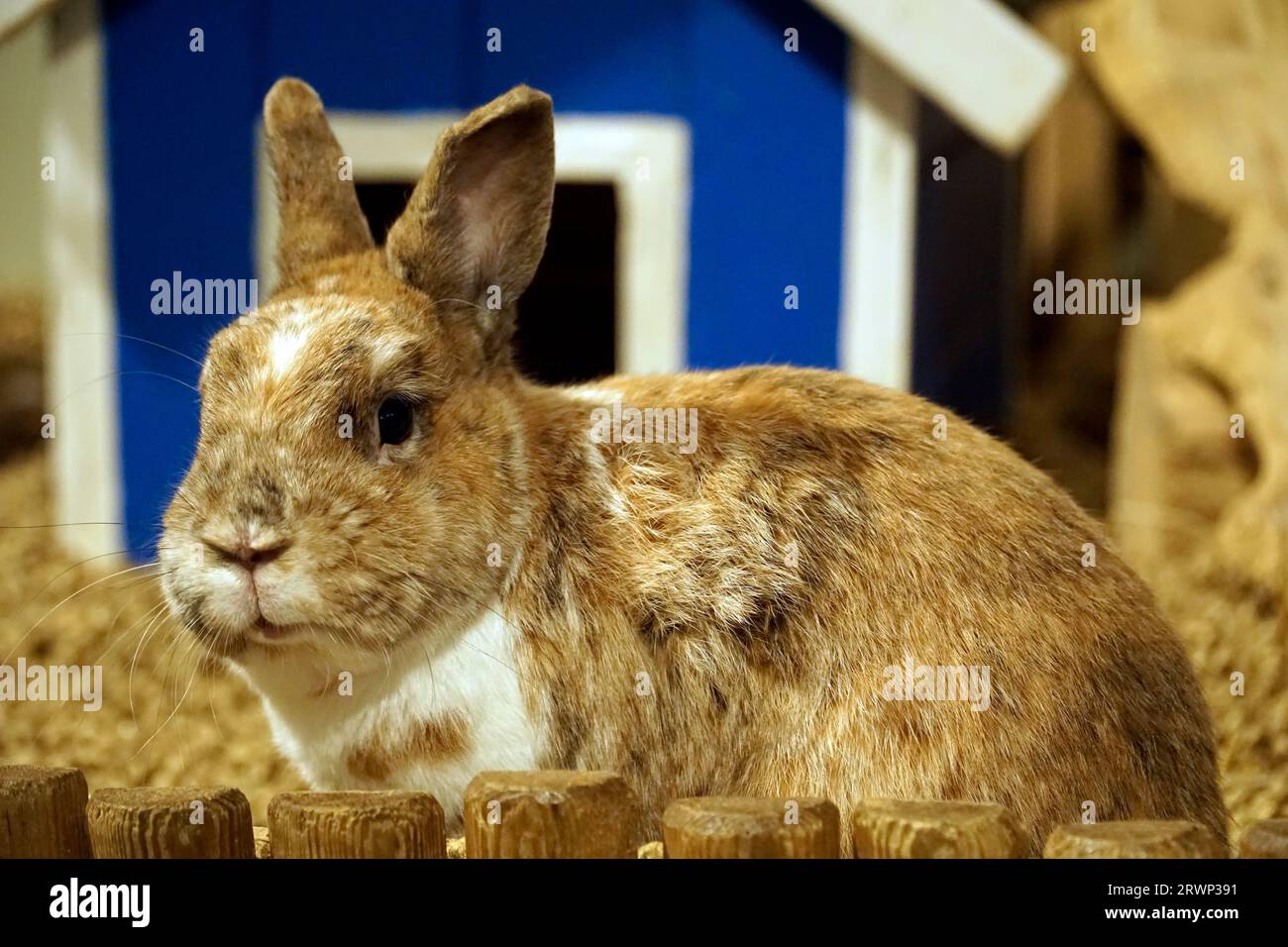 Single short-haired brown and white rabbit Stock Photo - Alamy