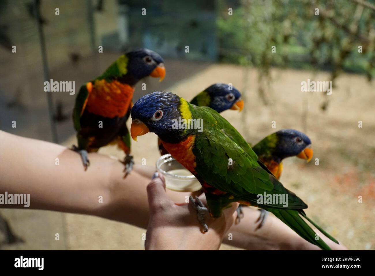 Blue orange parrots sitting on hi-res stock photography and images - Alamy