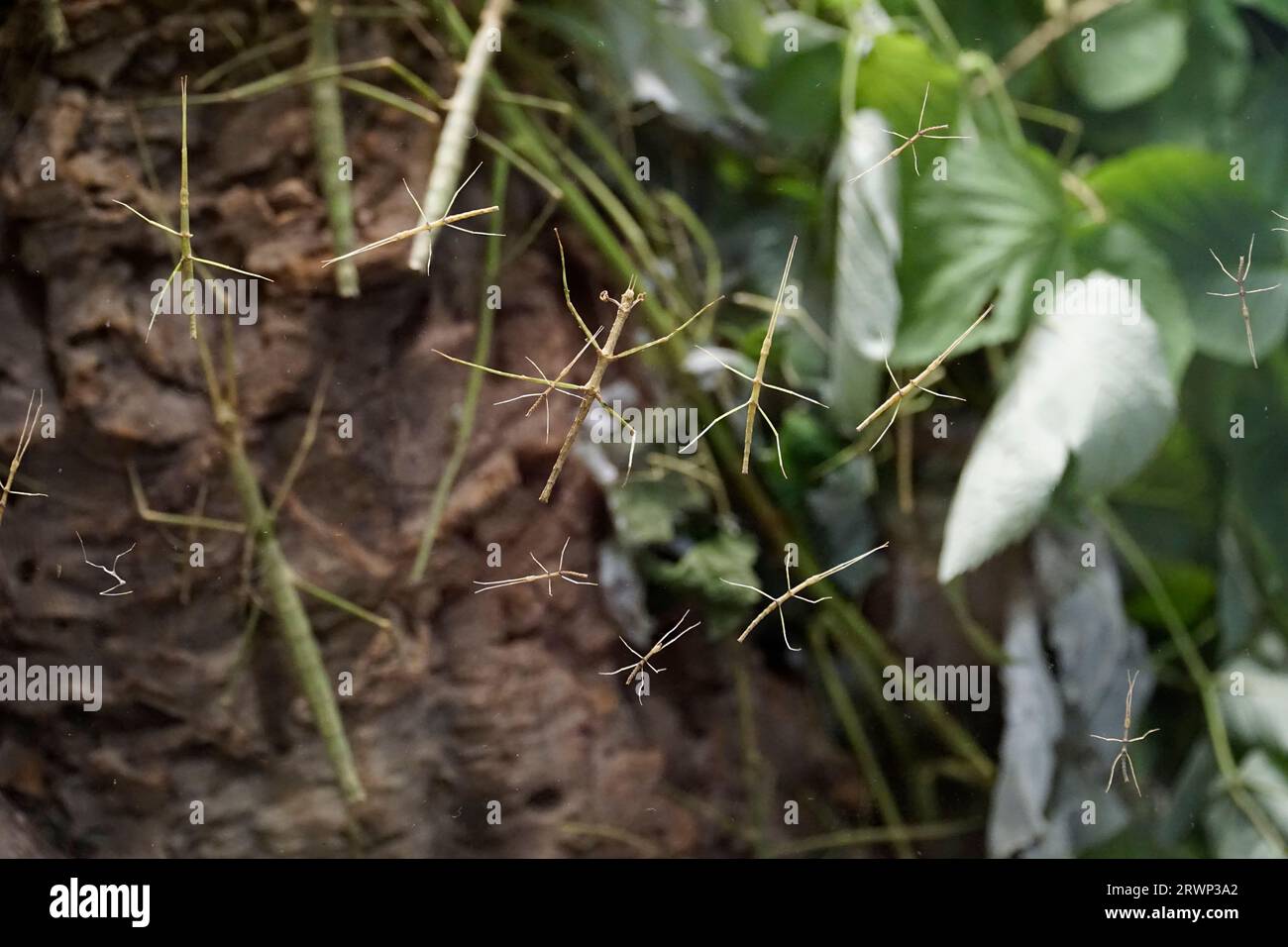 Many green stick insects in terrarium Stock Photo - Alamy