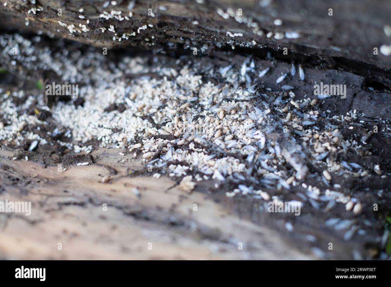 Flys life cycle hi-res stock photography and images - Alamy