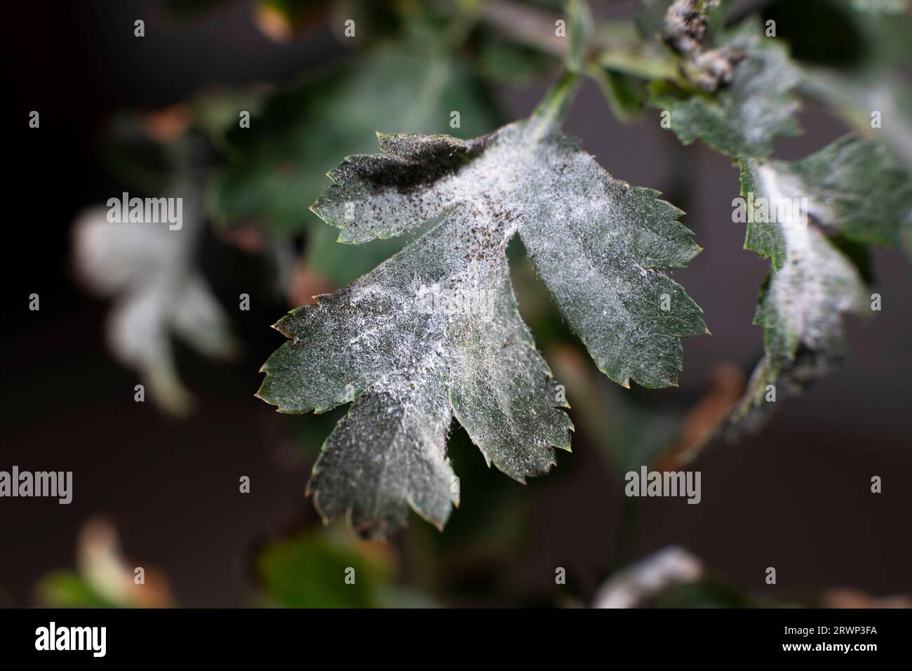 Powdery mildew on green hi-res stock photography and images - Alamy