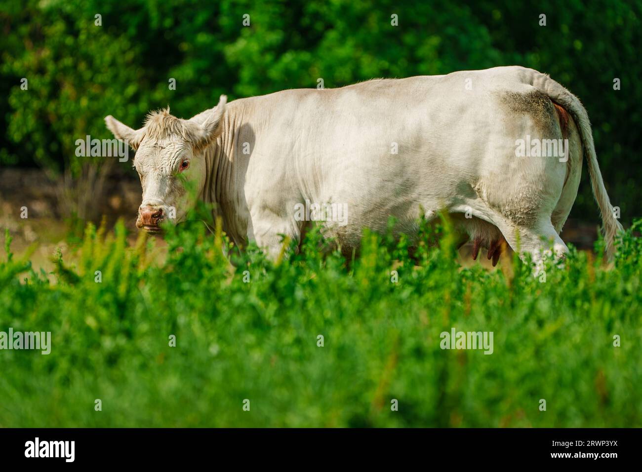 Charolais cattle grazing. Majestic French Charolais cows gracefully ...