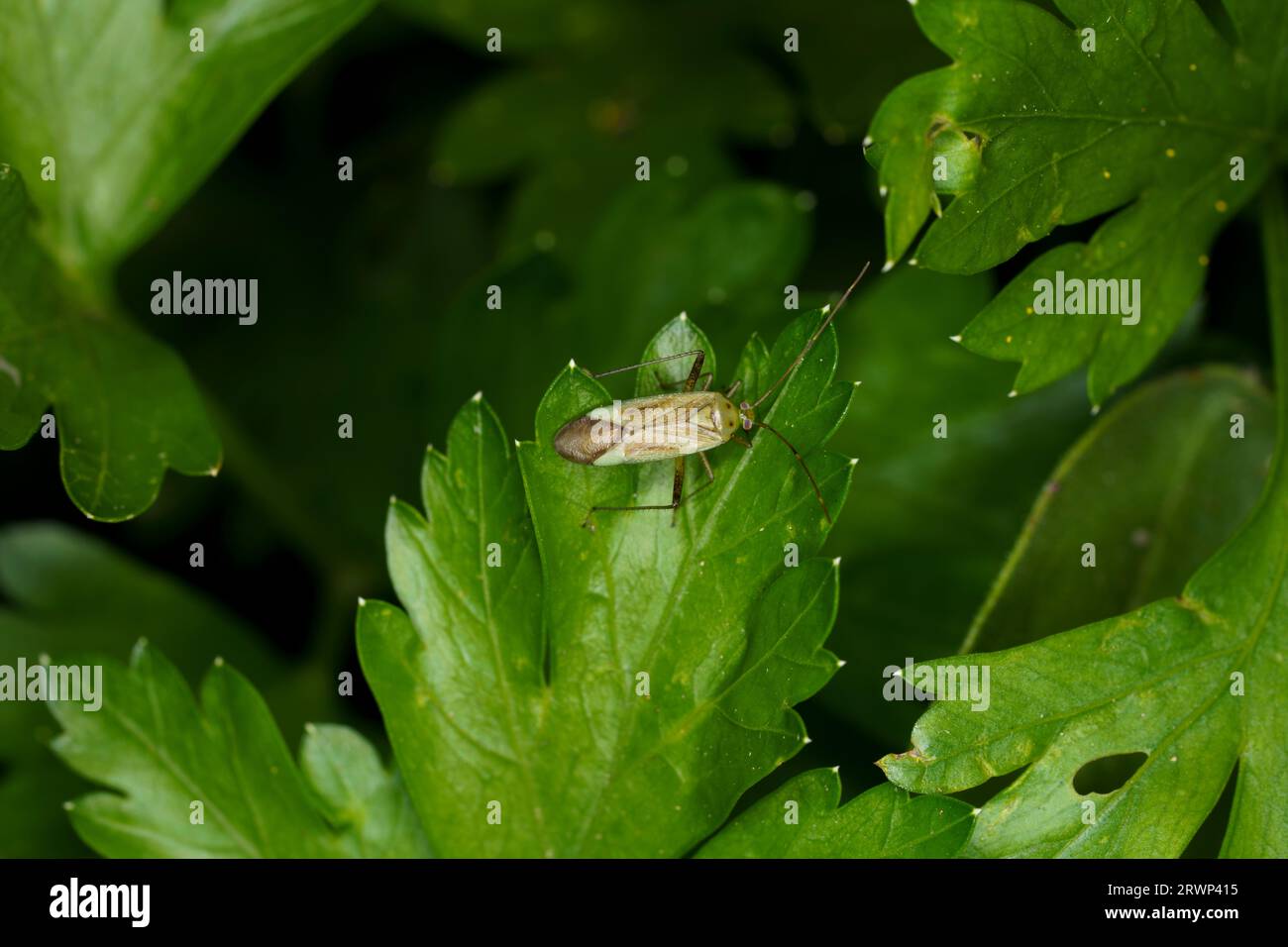 Alfalfa plant hi-res stock photography and images - Alamy