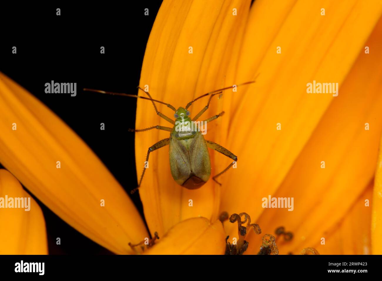 Adelphocoris lineolatus Family Miridae Genus Adelphocoris Alfalfa plant ...