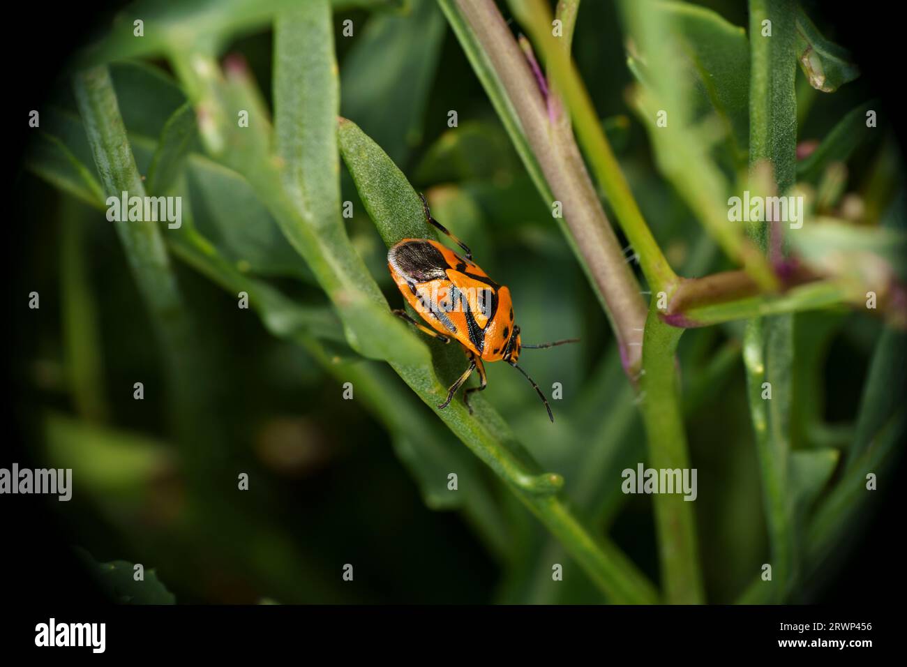 Eurydema oleracea Family Pentatomidae Genus Eurydema Rape bug Crucifer ...