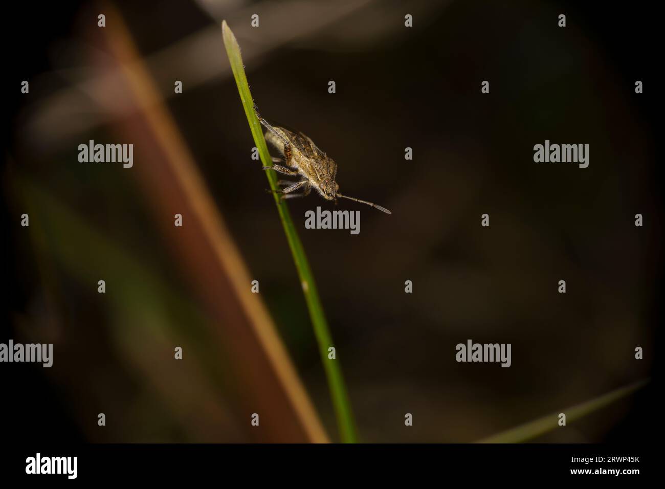 Banded rhopalid hi-res stock photography and images - Alamy