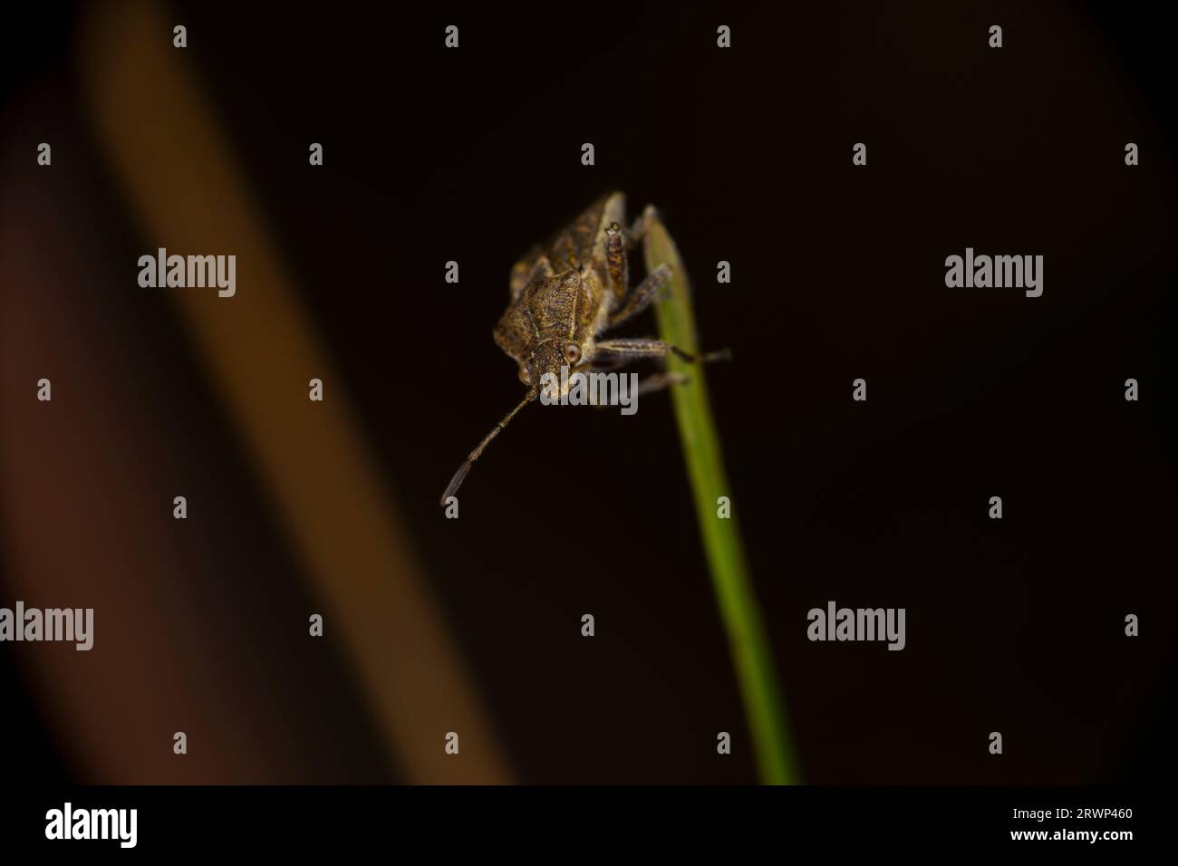 Banded rhopalid hi-res stock photography and images - Alamy