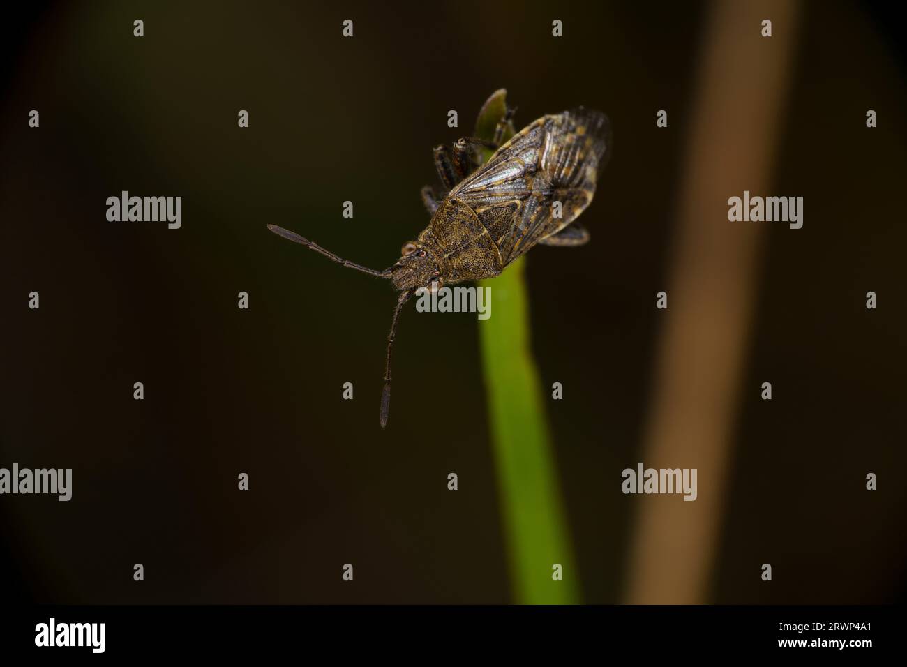 Banded rhopalid stictopleurus punctatonervosus hi-res stock photography ...