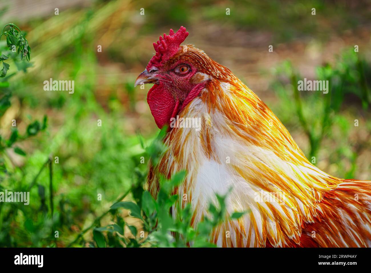 Beautiful red rooster on the farm. rooster portrait Stock Photo - Alamy