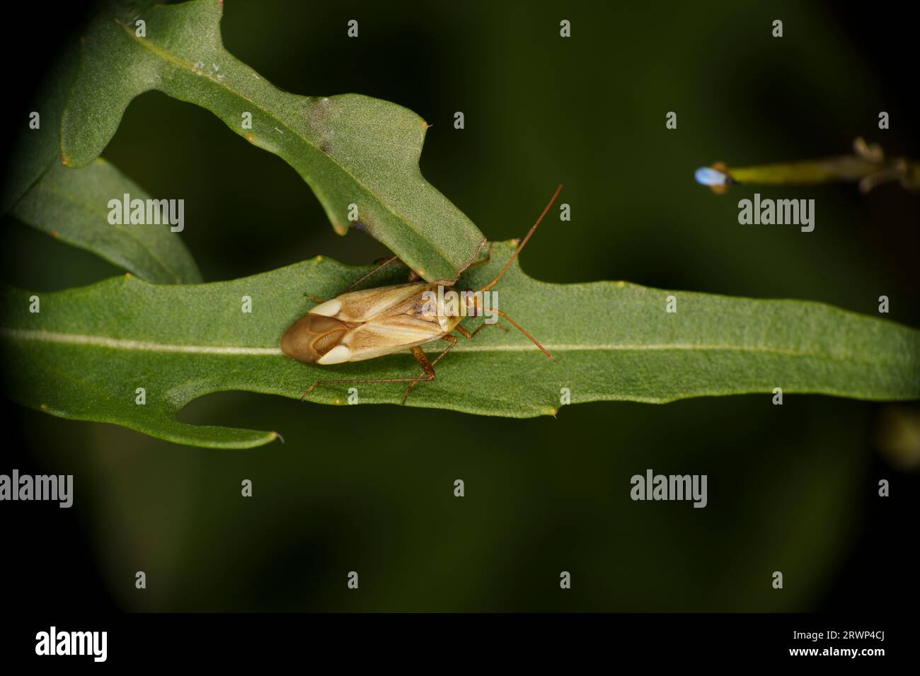 Adelphocoris lineolatus Family Miridae Genus Adelphocoris Alfalfa plant ...