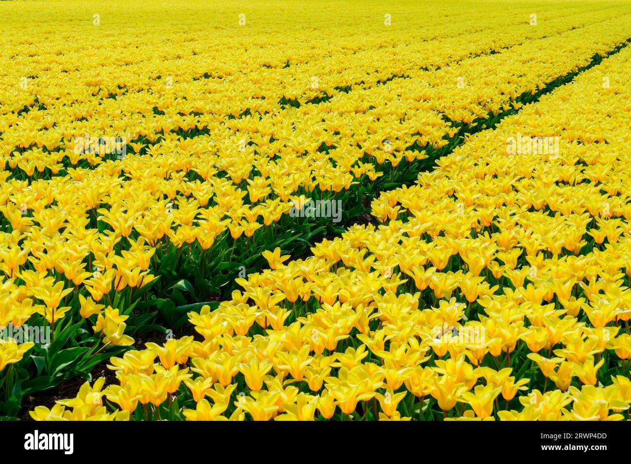 Yellow daffodil field. Spring dutch daffodil field as a floral ...