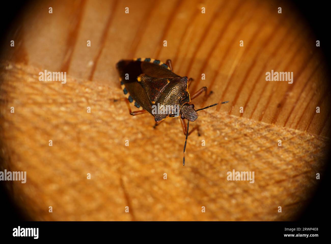 Pinthaeus sanguinipes hi-res stock photography and images - Alamy
