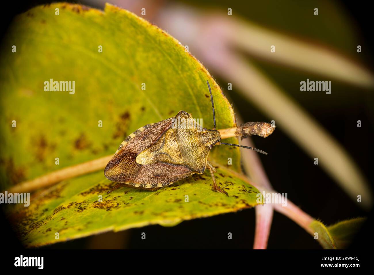 Carpocoris purpureipennis Family Pentatomidae Genus Carpocoris Black ...