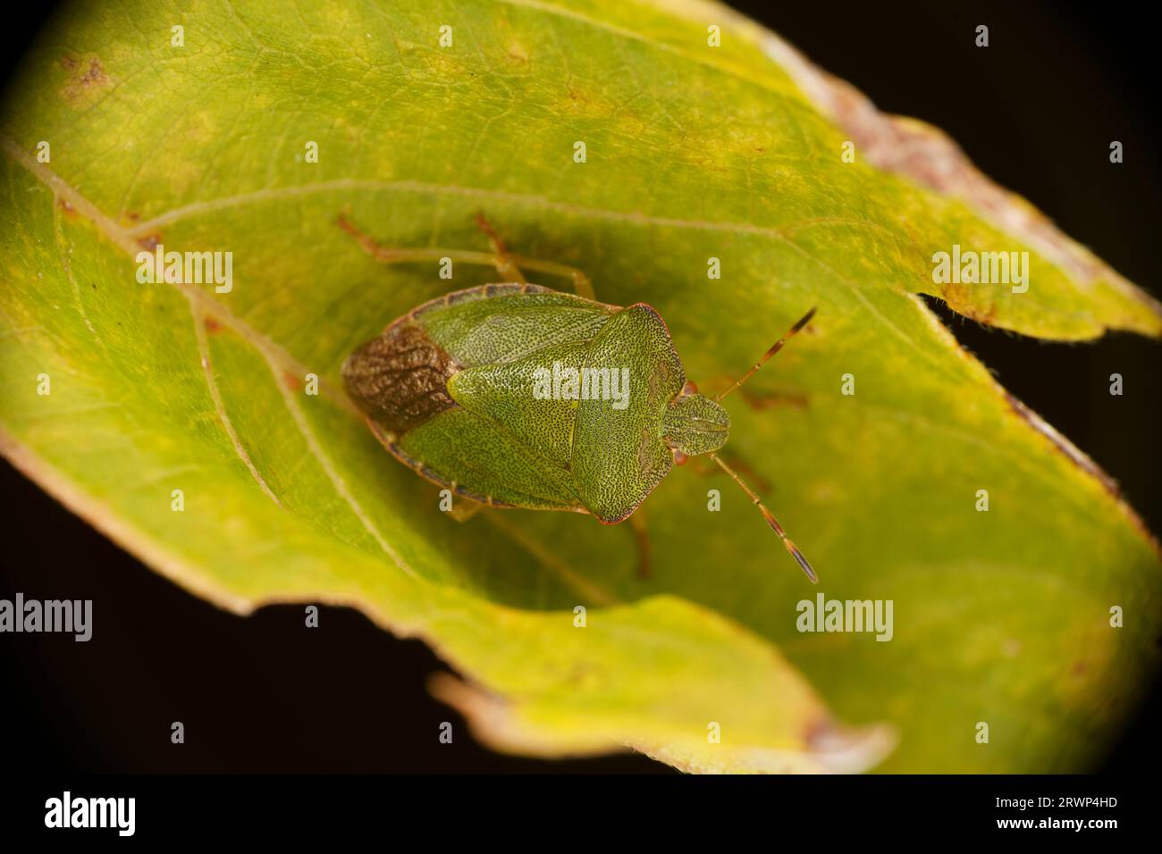 Palomena prasina Family Pentatomidae Genus Palomena Green shield bug ...
