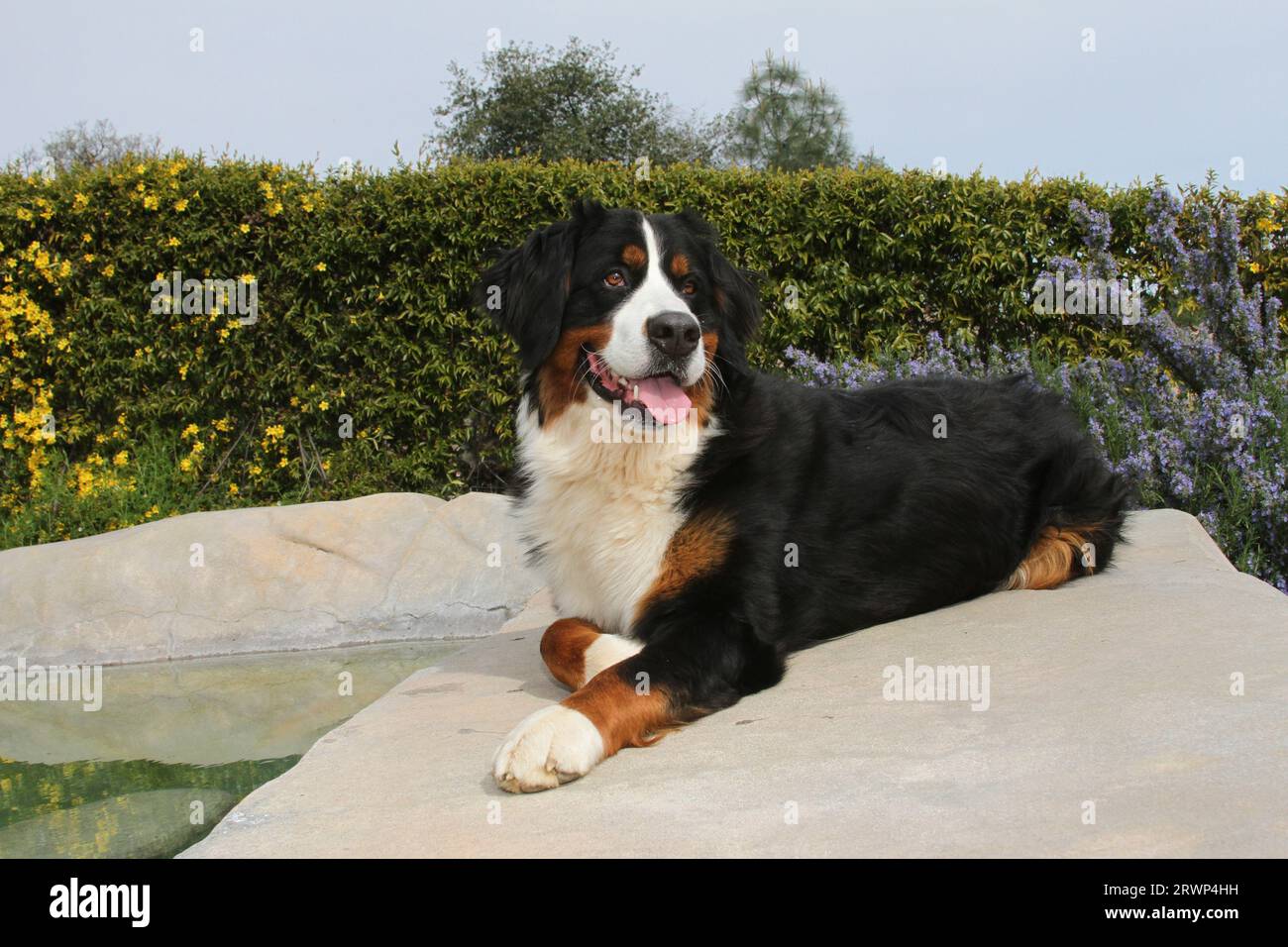 Bernese Mountain Dog laying on rocks by swimming pool with greenery and ...
