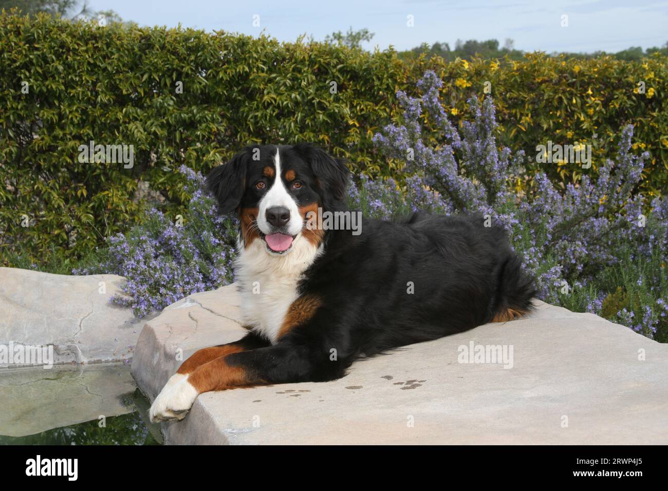Bernese Mountain Dog laying on rocks by swimming pool with greenery and ...
