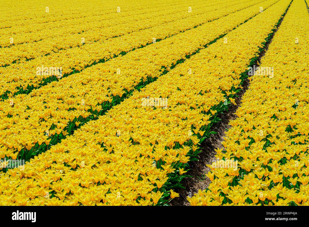 Yellow daffodil field. Spring dutch daffodil field as a floral ...