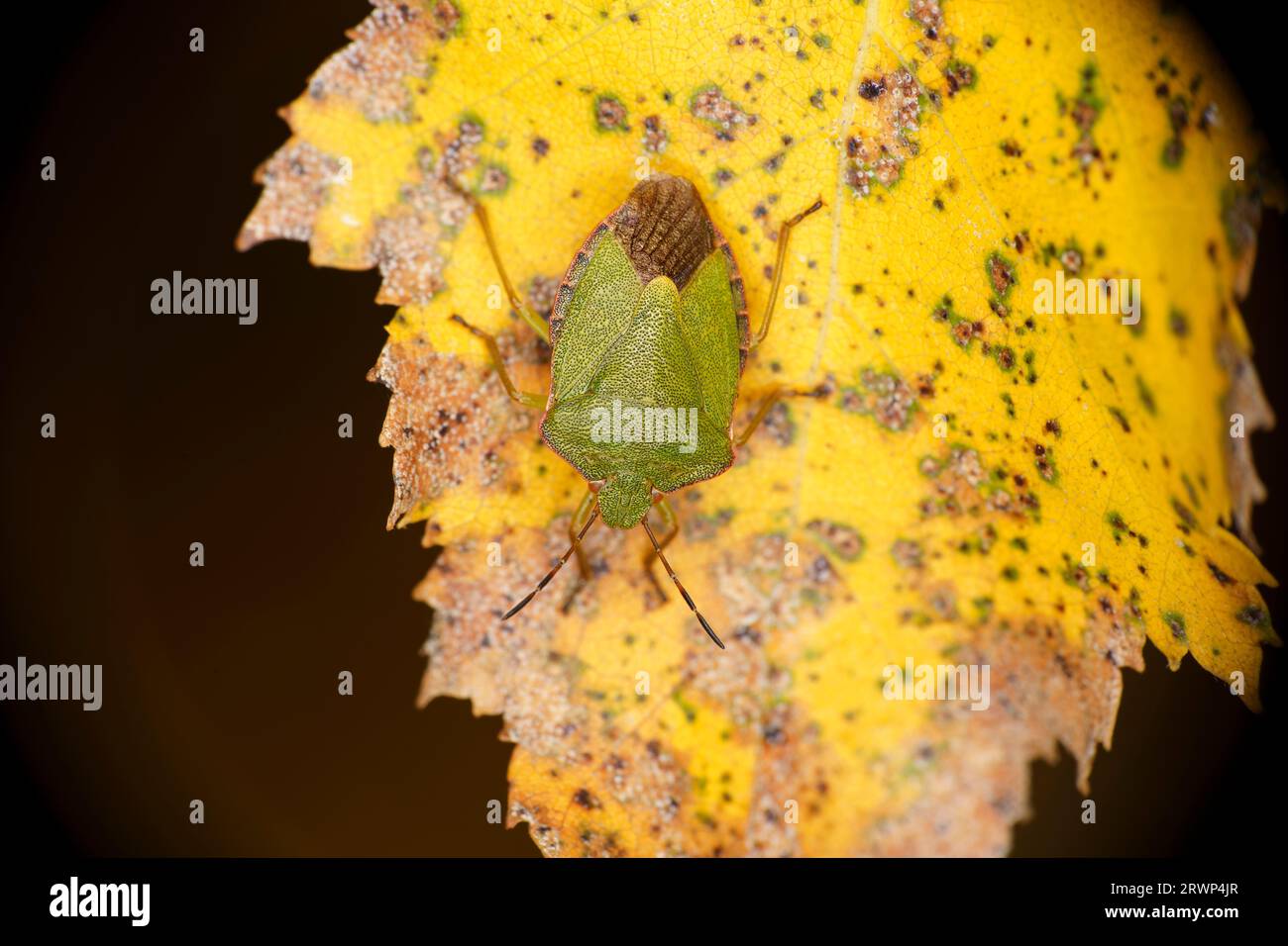 Palomena prasina Family Pentatomidae Genus Palomena Green shield bug ...