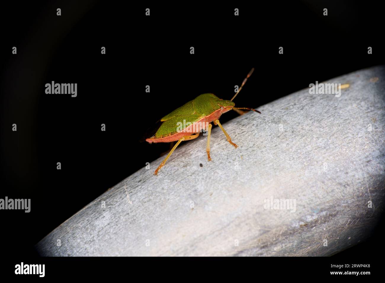 Shieldbug picture hi-res stock photography and images - Alamy