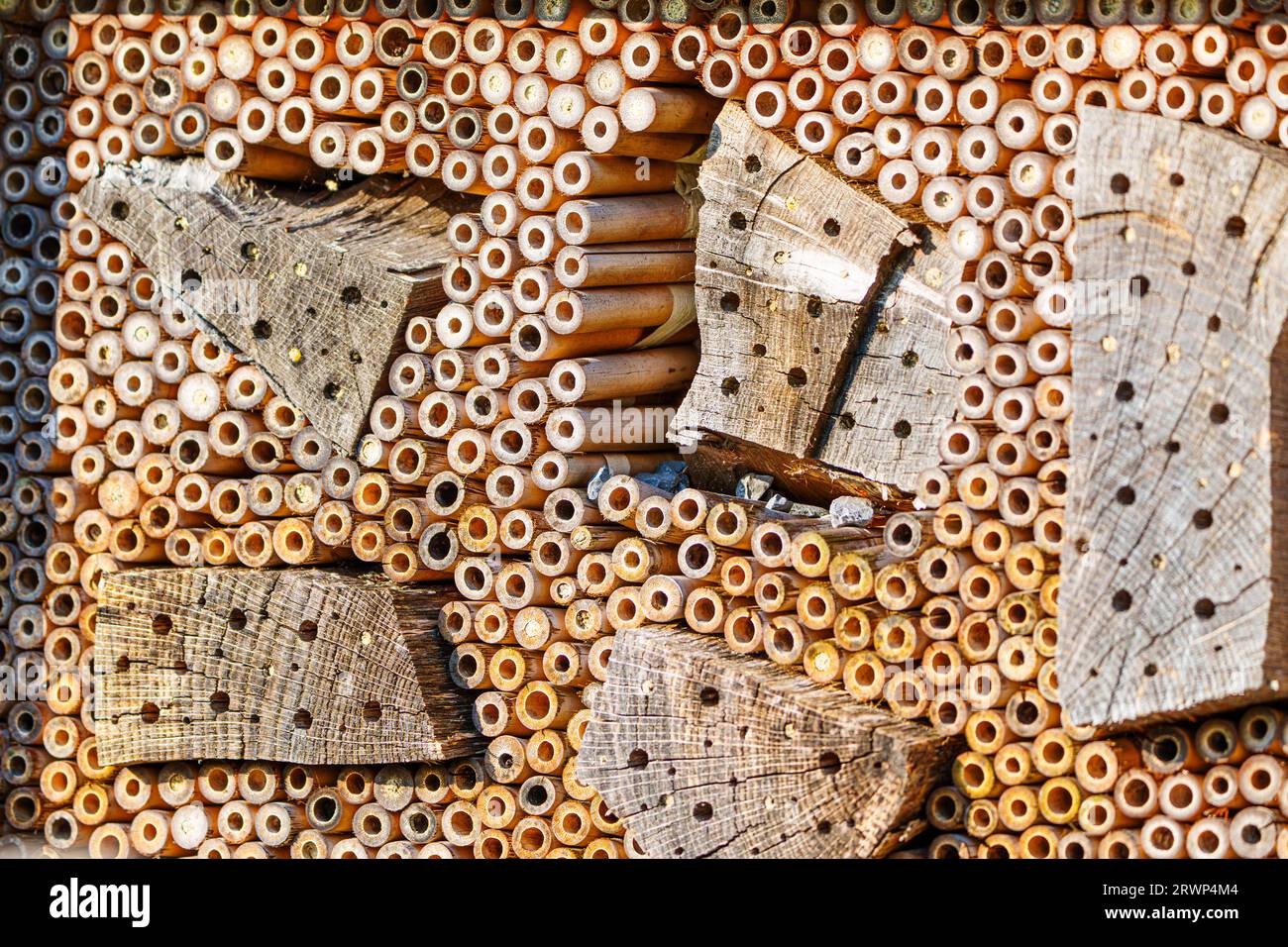 An Inviting Haven for Insects, Exploring the Fascinating World of the ...