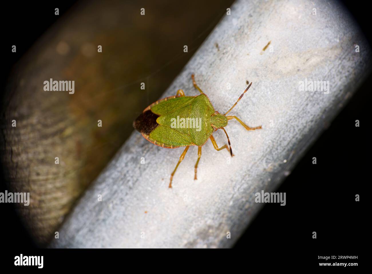 Palomena prasina Family Pentatomidae Genus Palomena Green shield bug ...