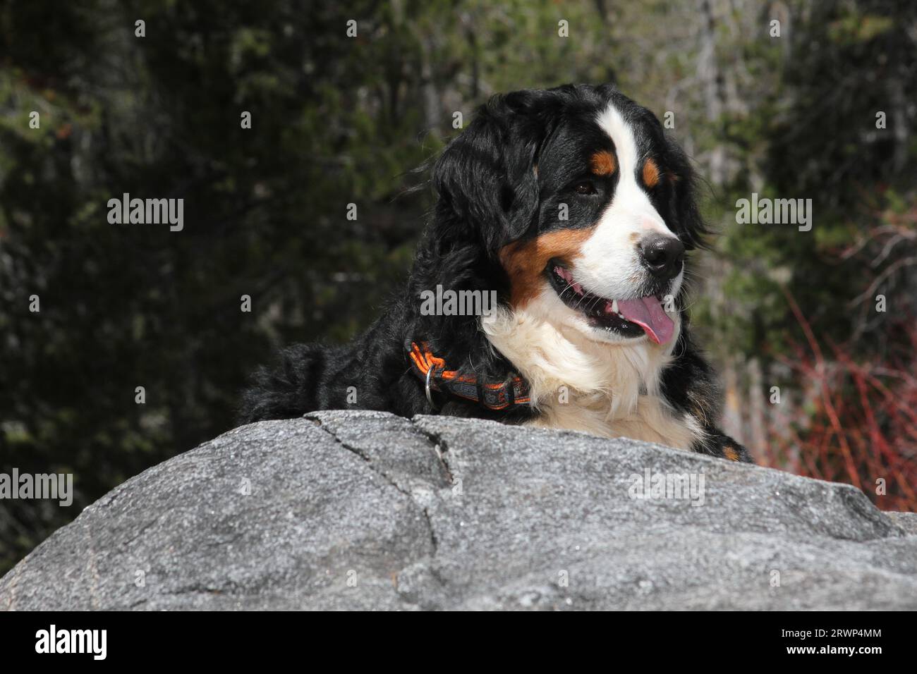 Bernese mountain dog in the swiss alps hi-res stock photography and ...