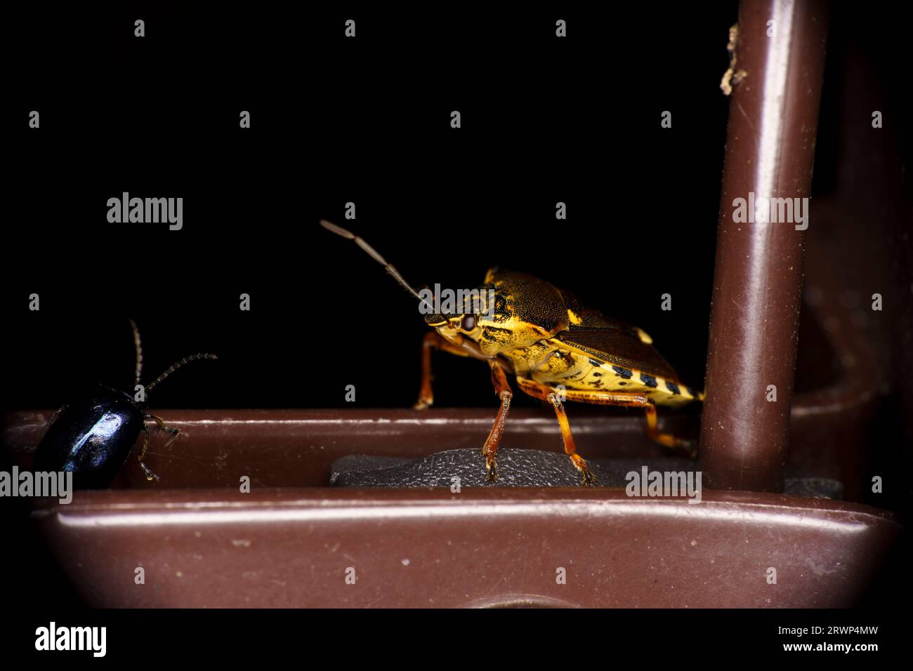 Pinthaeus sanguinipes Family Pentatomidae Genus Pinthaeus Stink bug ...