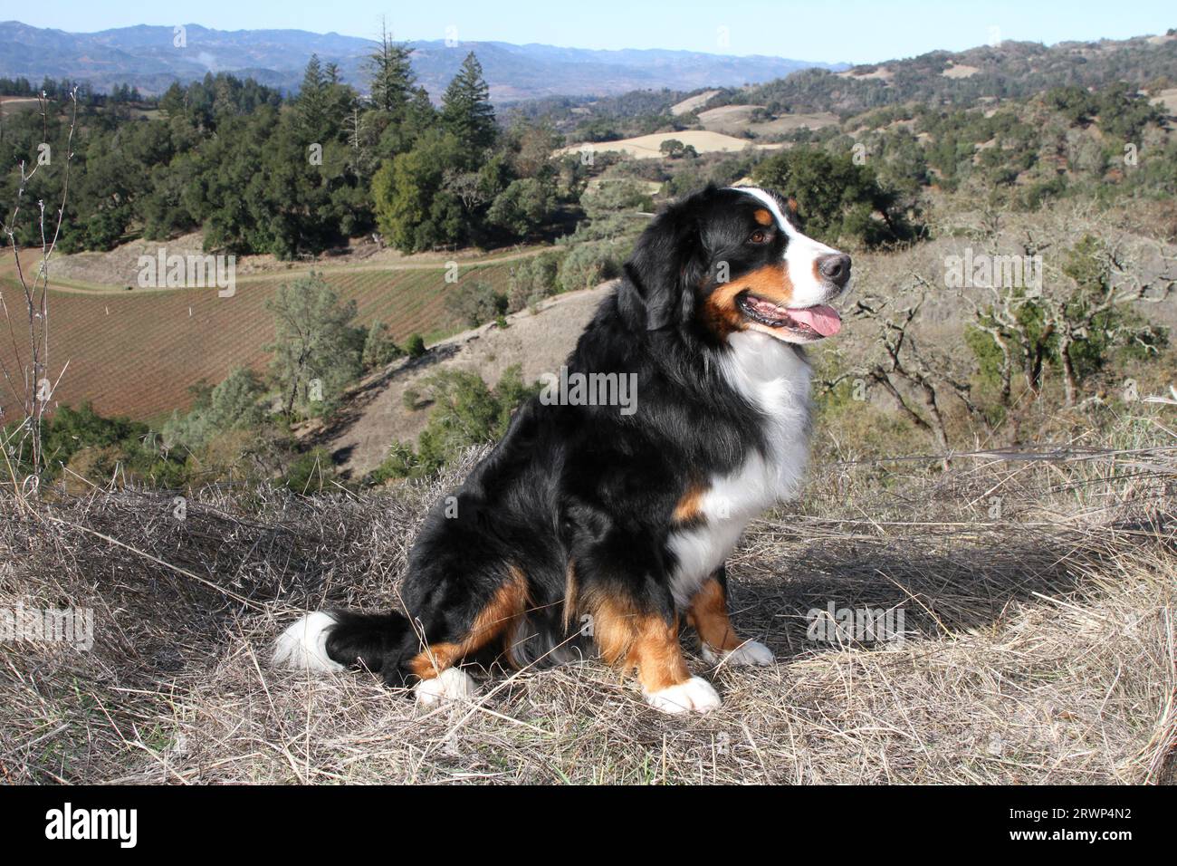 Bernese Mountain Dog sitting on hillside with mountians and valley view ...