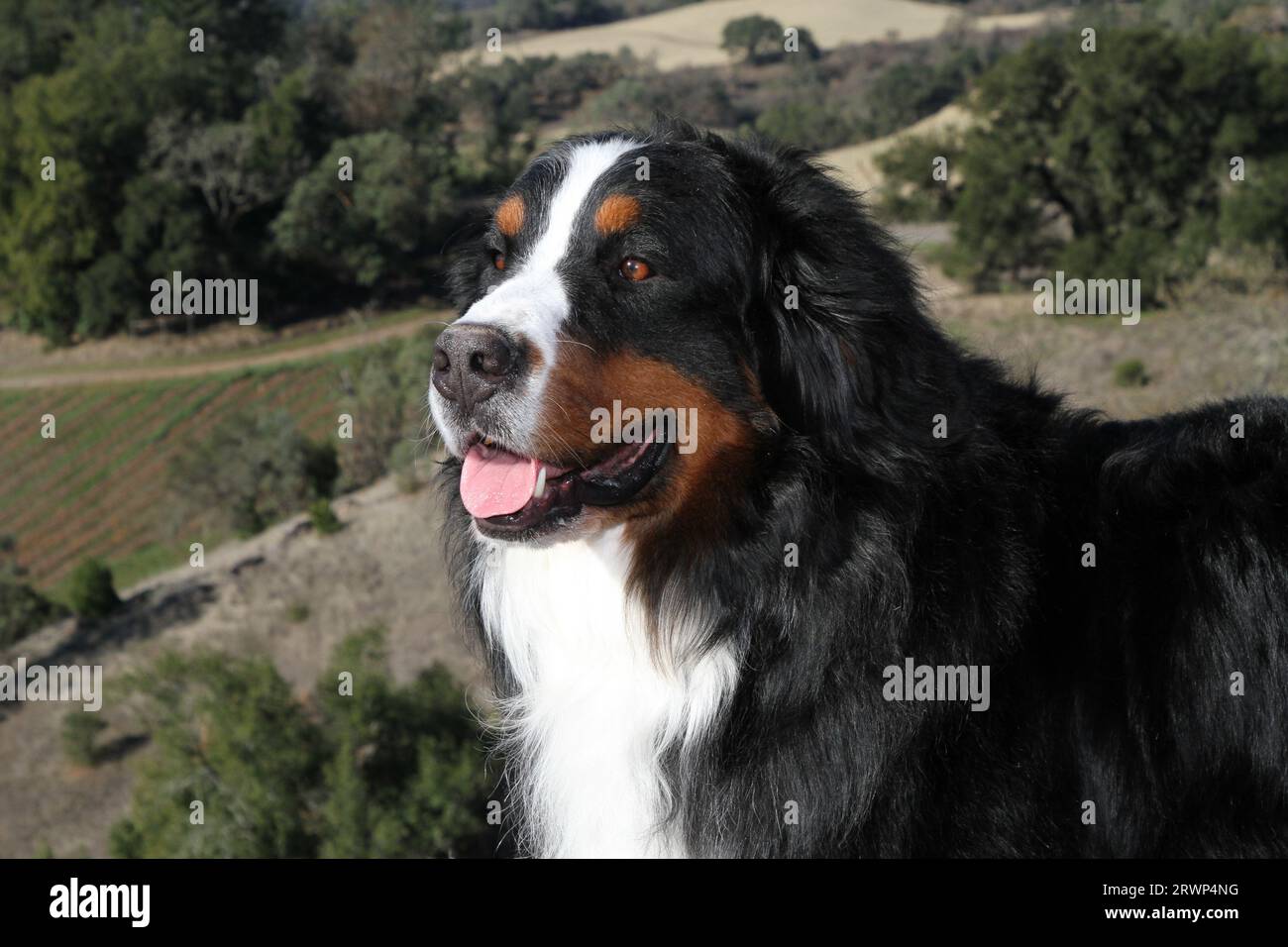 Bernese Mountain Dog portrait with hillside and trees in background Stock Photo - Alamy