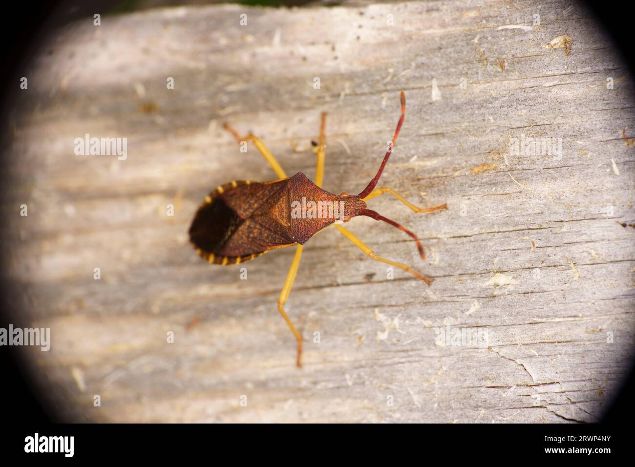 Gonocerus acuteangulatus Family Coreidae Genus Gonocerus Box bug wild ...