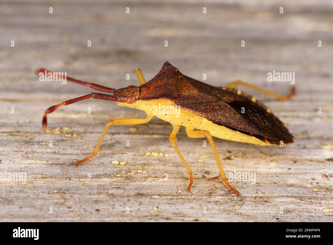 Gonocerus acuteangulatus Family Coreidae Genus Gonocerus Box bug wild ...
