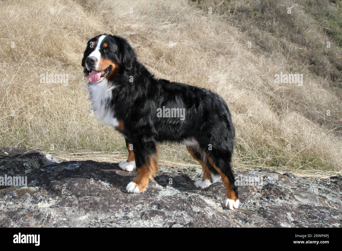 Bernese Mountain Dog standing on rocks with dry grass in background ...