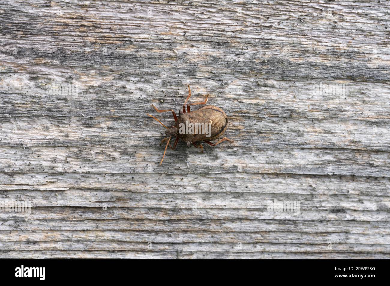 Shieldbug picture hi-res stock photography and images - Alamy