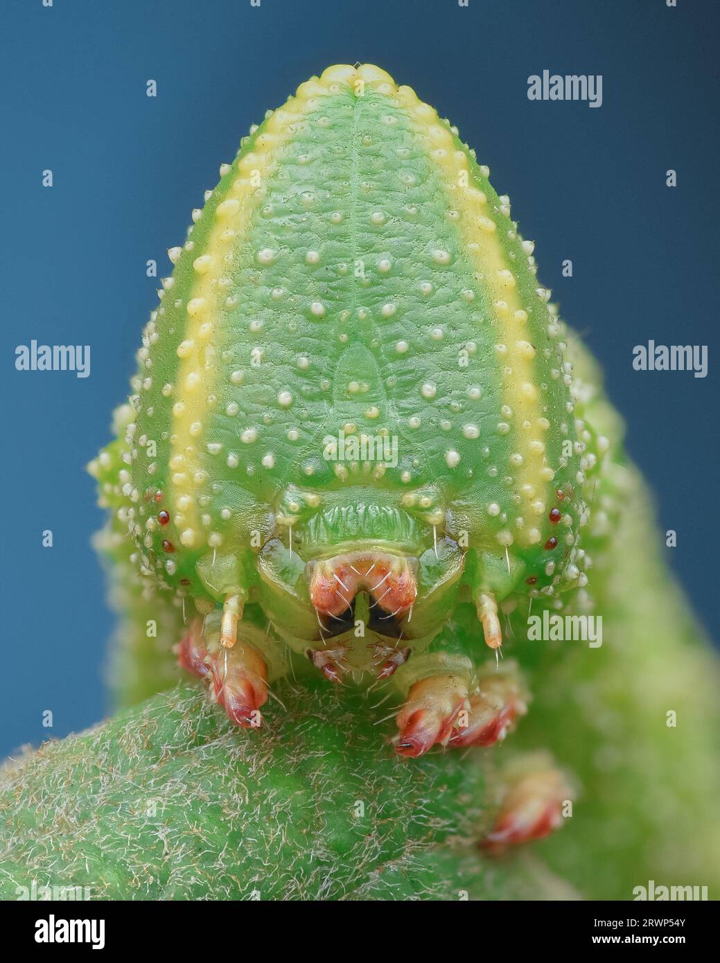 Portrait of a green moth caterpillar with warts and a triangular head ...