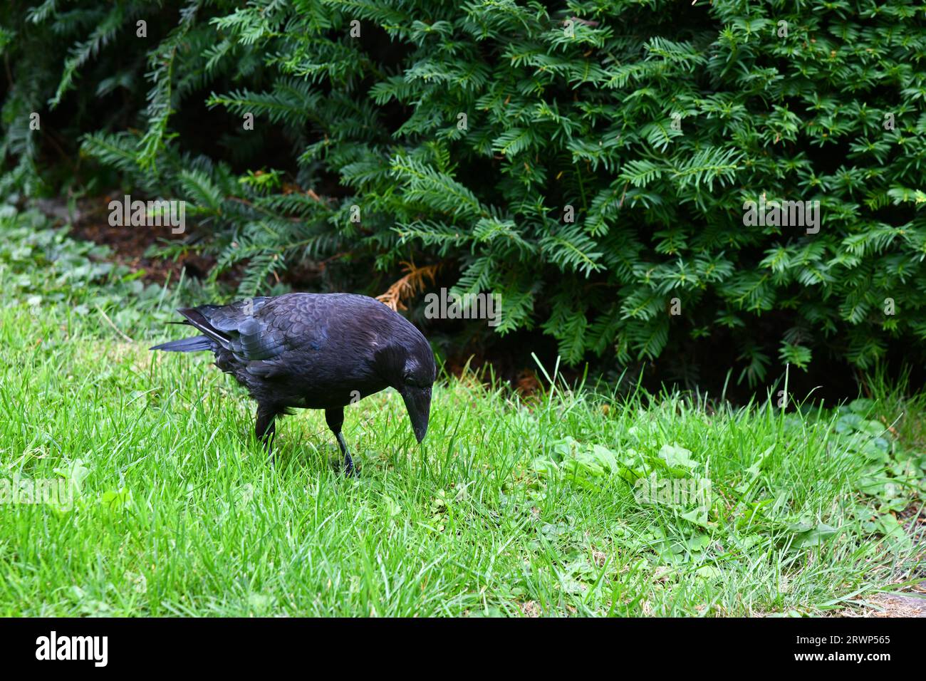 Raven stealing the sun hi-res stock photography and images - Alamy