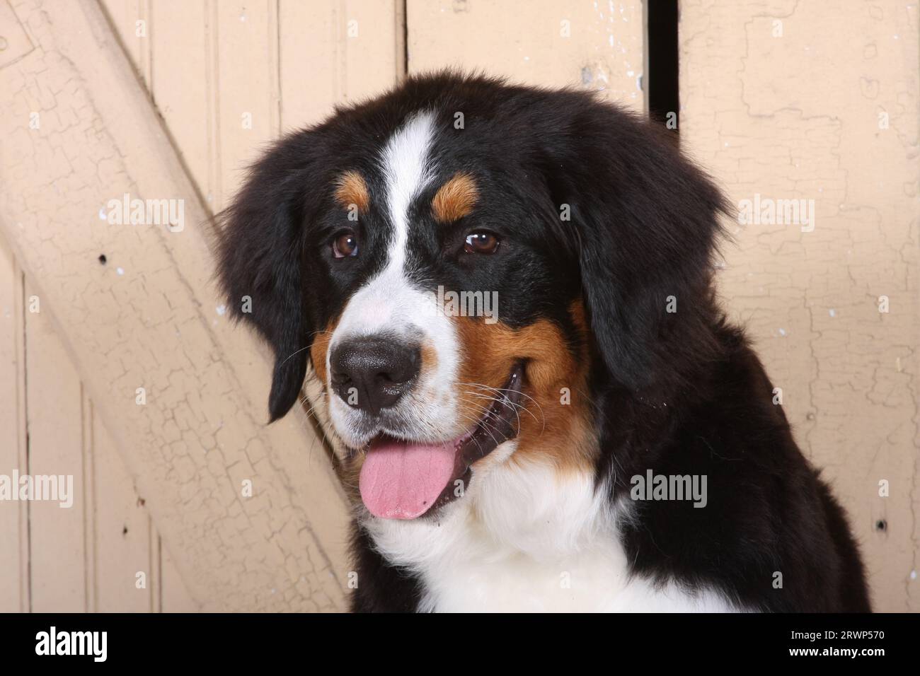 Bernese Mountain Dog sitting on wood floor in front of barn doors ...