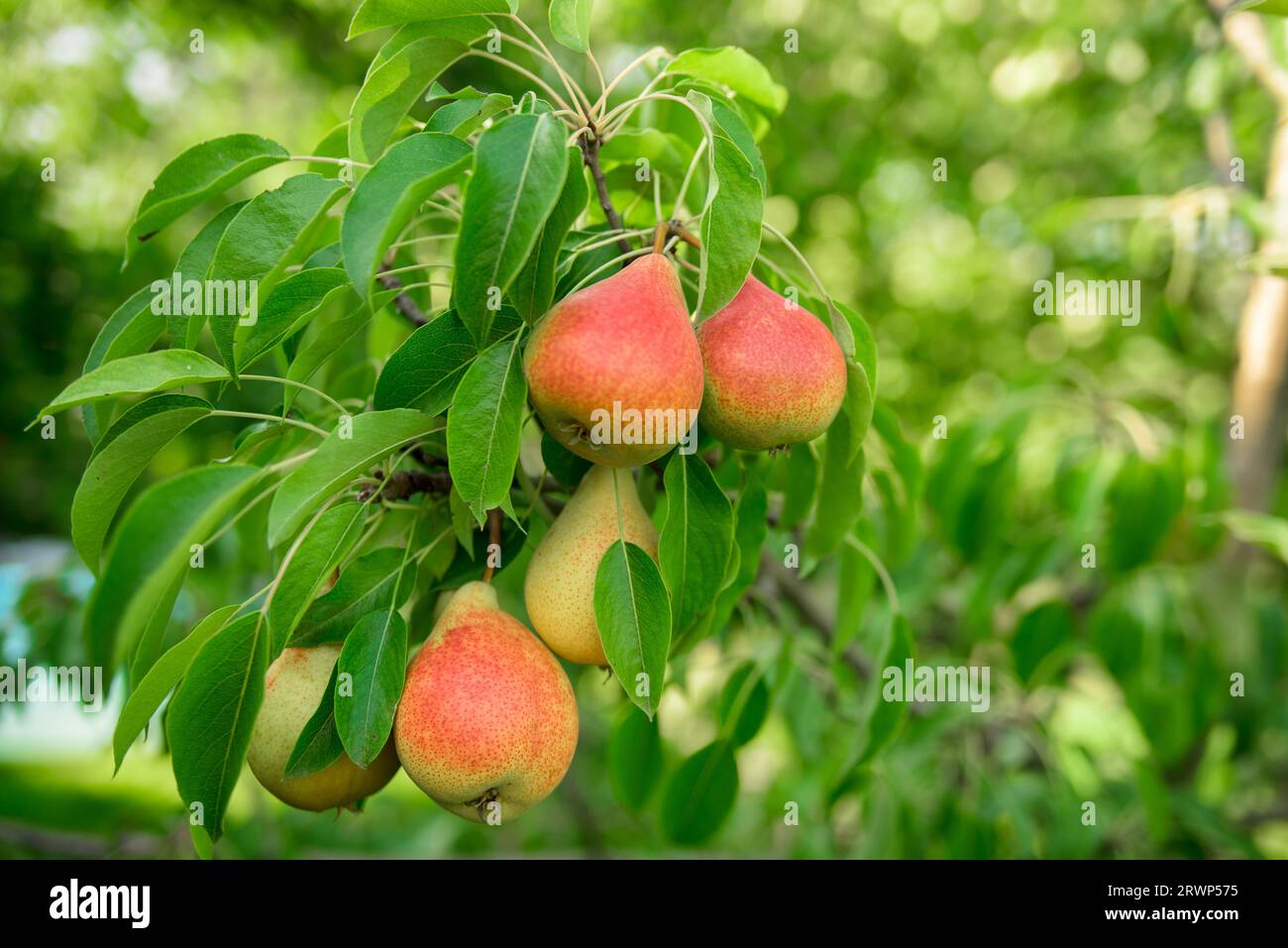 Fresh juicy pears on pear tree branch. Organic pears in natural ...