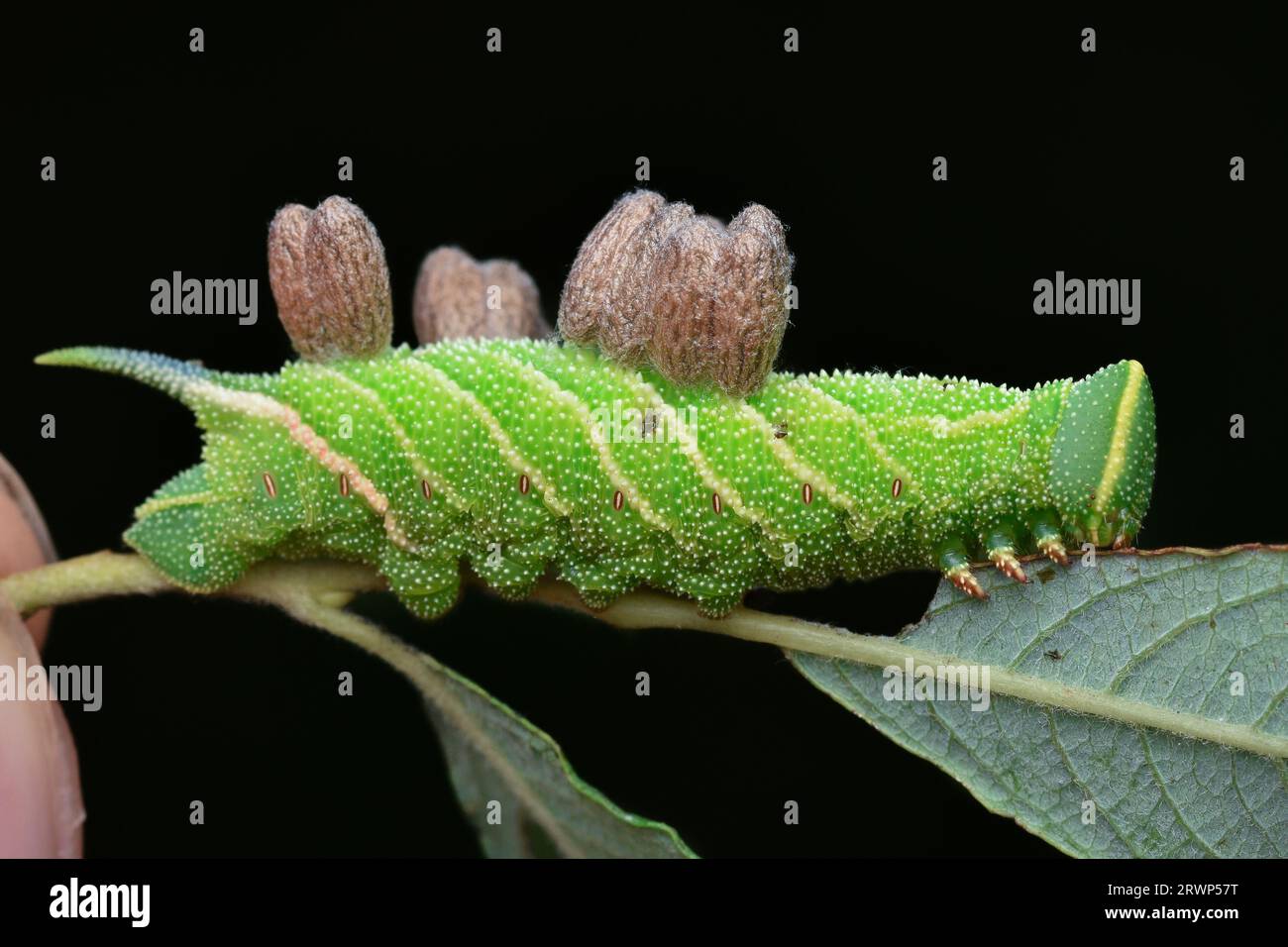 Side view of a green moth caterpillar with warts, a triangular head ...