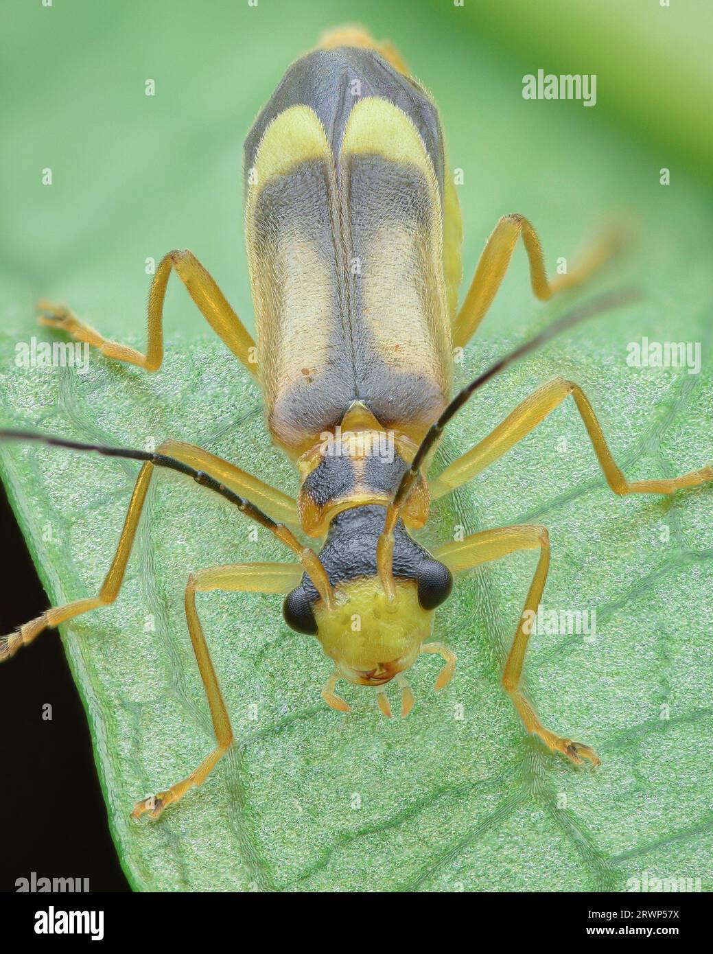 Full view of a black and yellow Soldier Beetle on a green leaf ...