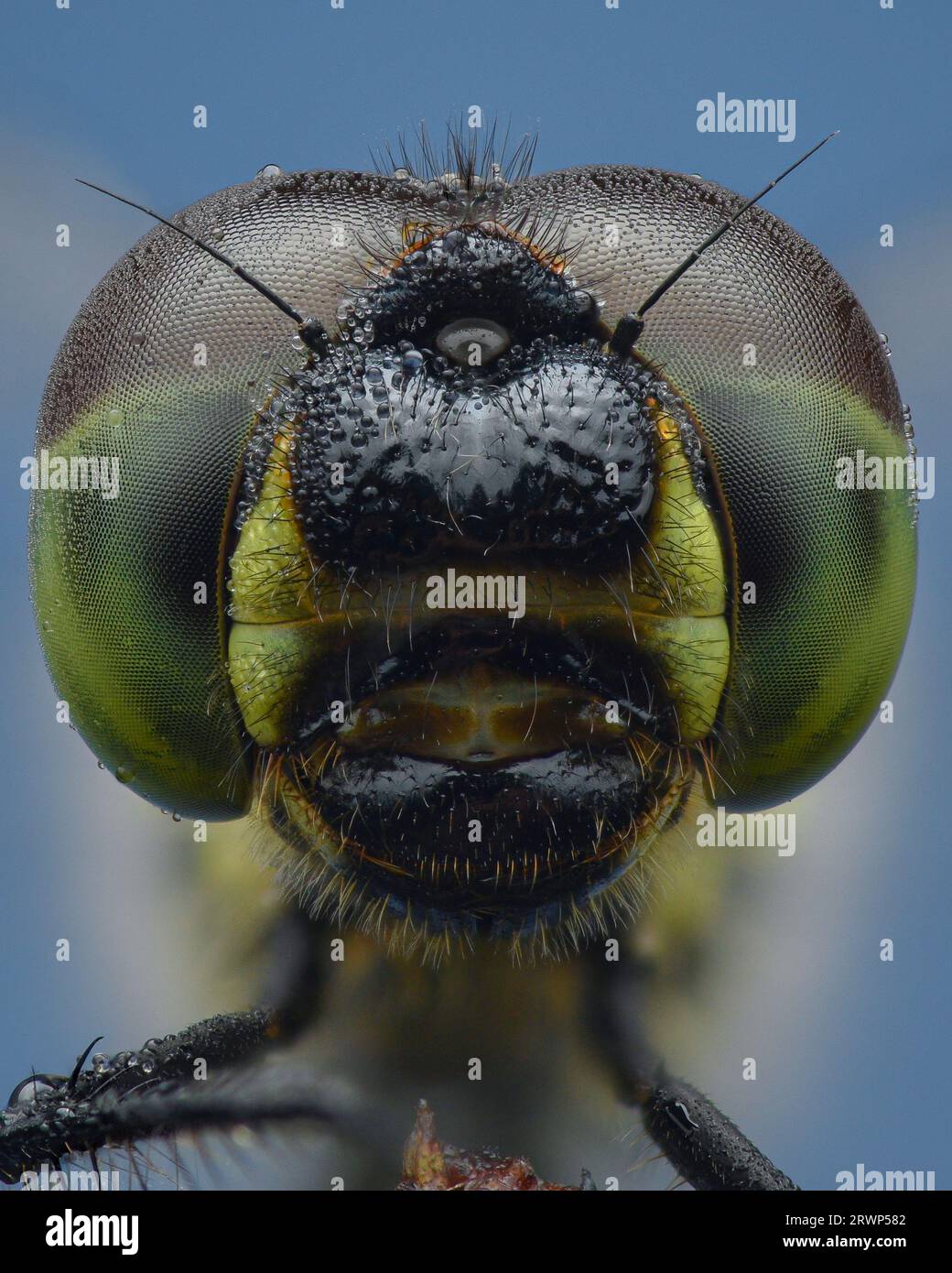 Portrait of a Dragon fly with black face and bicolor eyes of green and ...
