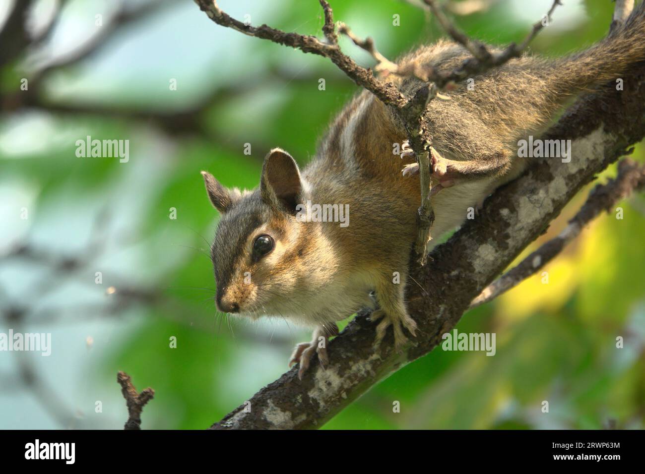 Chipmunk tamias townsendii hi-res stock photography and images - Alamy