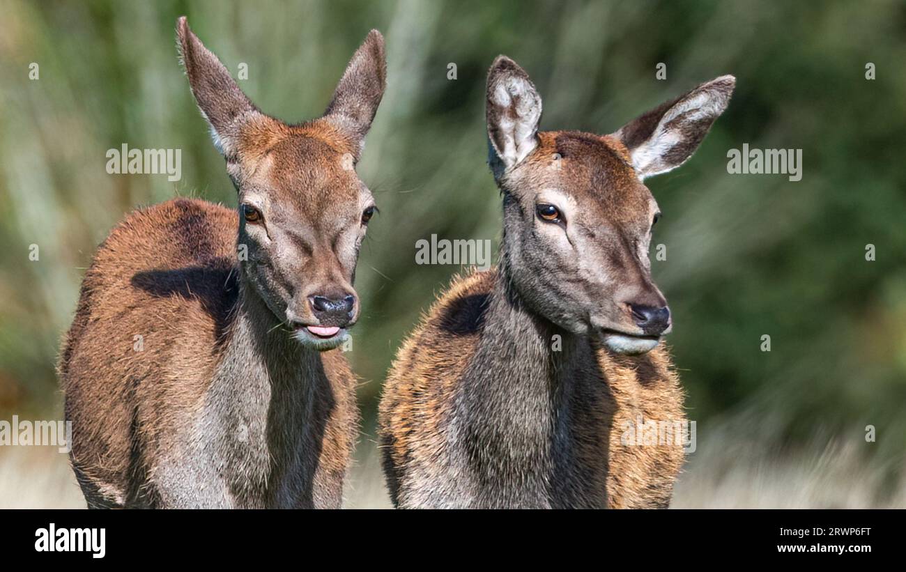 Red deer hinds calves hi-res stock photography and images - Alamy